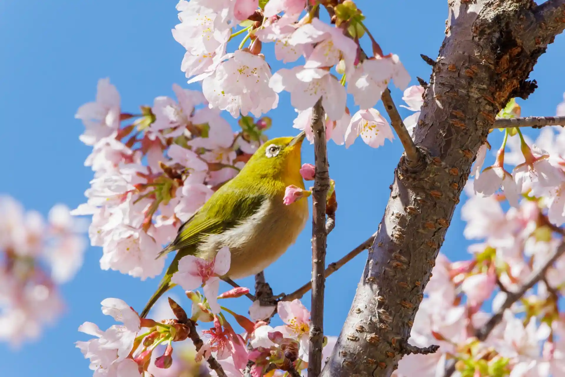 Japan Cherry Blossom Forecast 2026: Bloom Forecasts & Travel Tips ...